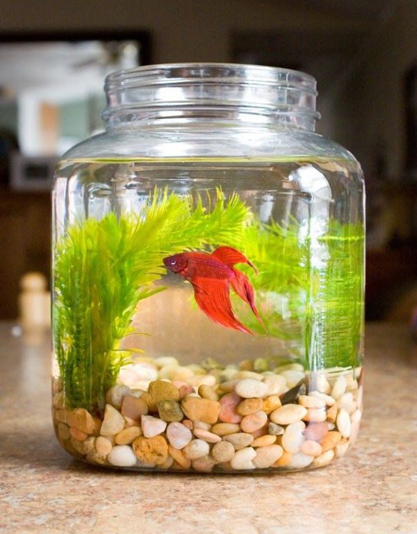Bể cá mini để bàn đẹp được ưa chuộng nhất 2020